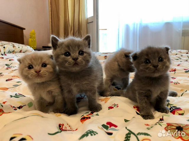 Шотландские вислоухие и прямоухие котята
