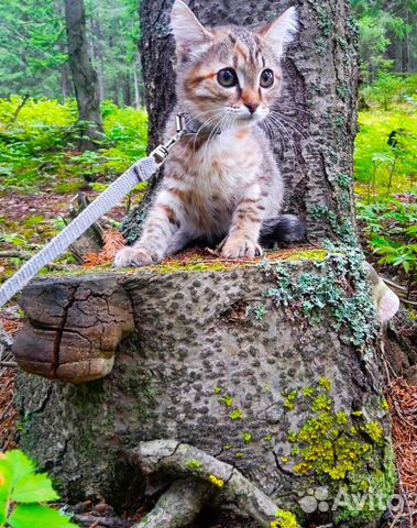 Котенок тигрового окраса