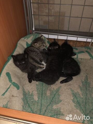 Отдам котят