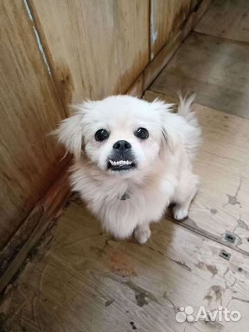 Пекинес в добрые руки