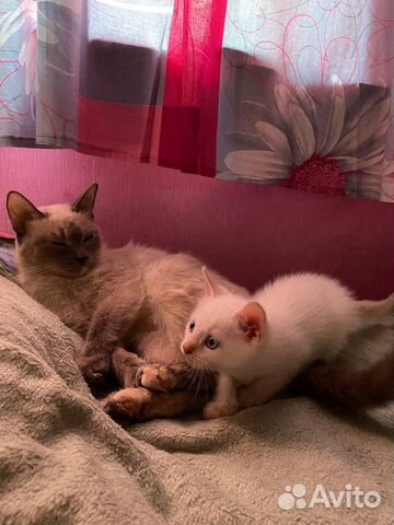 Сладкая булочка ищет дом