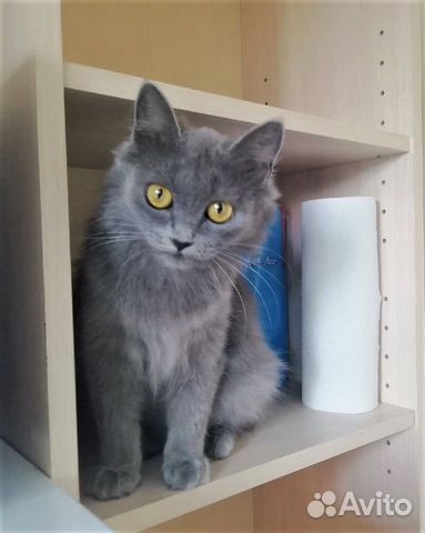 Милейший кото-ребёнок Лапка