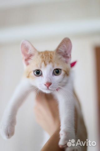 Кот котенок