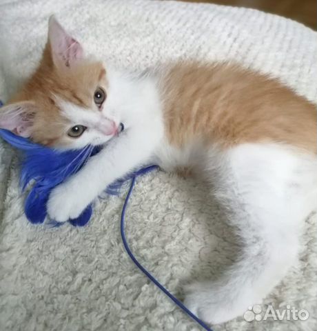 Котёнок в добрые руки