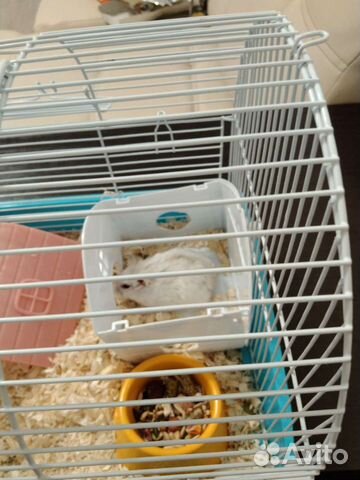 Джингалик с клеткой