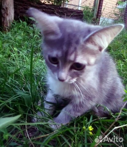 Подарим котенка 3,5 мес