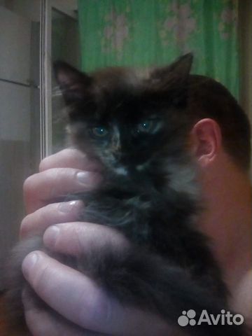 Котята в добрые руки даром