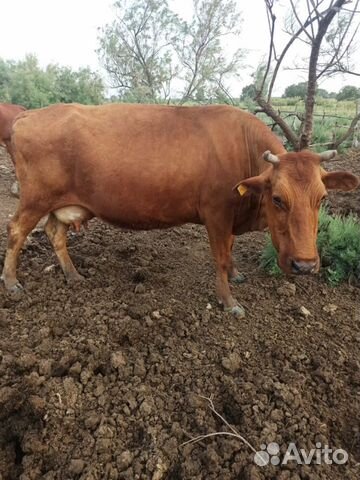 Коровы и телетя на продажу