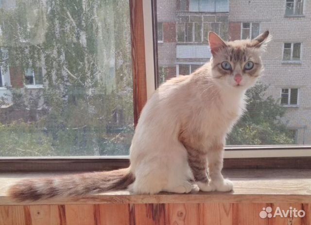 Кот красивый