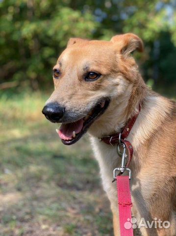 Скромный Барон ищет маму