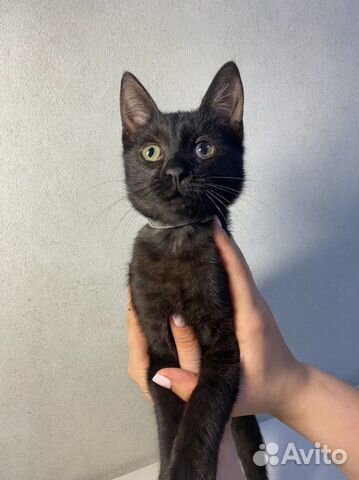 Котенок мальчик в добрые руки