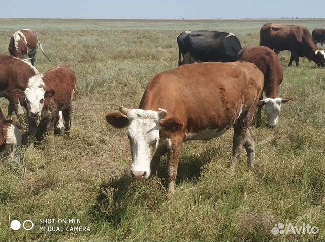 Продам телок 1-1.5г помесь герефорд-красная степна