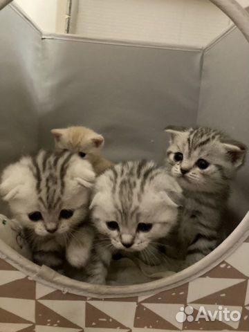 Шотландские котята