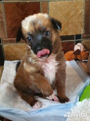 Щеночки маленькие 1,5 мес в дар