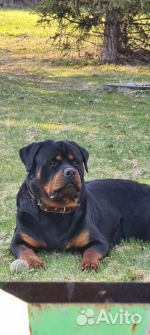 Вязка ротвейлера