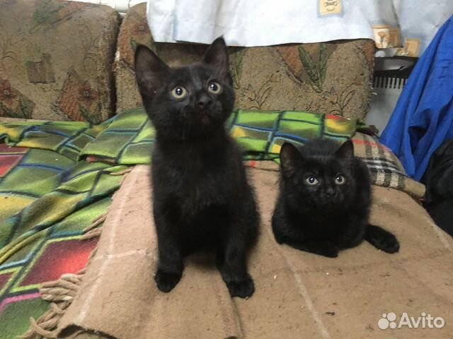 Котята в добрые руки бесплатно