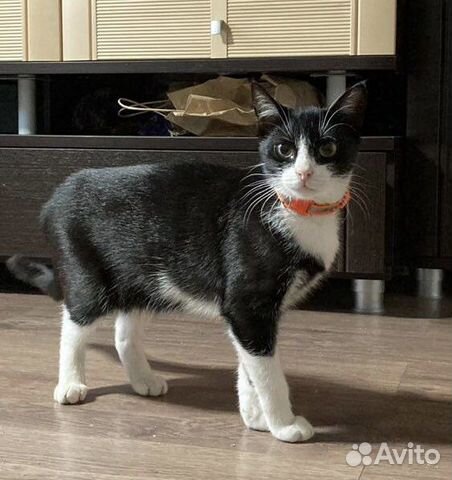 Котенок Варечка 7 мес