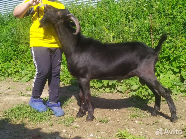 Козëл альпийский