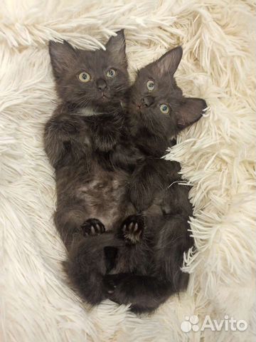 Котята близнецы ждут своих мам и пап