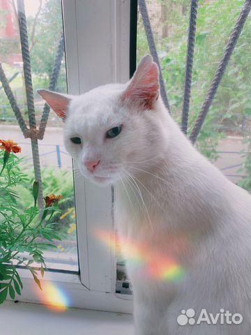 Отдам кота в добрые руки