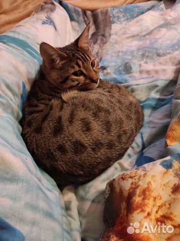 Бенгальские котята