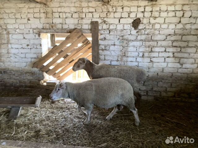 Бараны производители, плембараны, тексель эдильбай