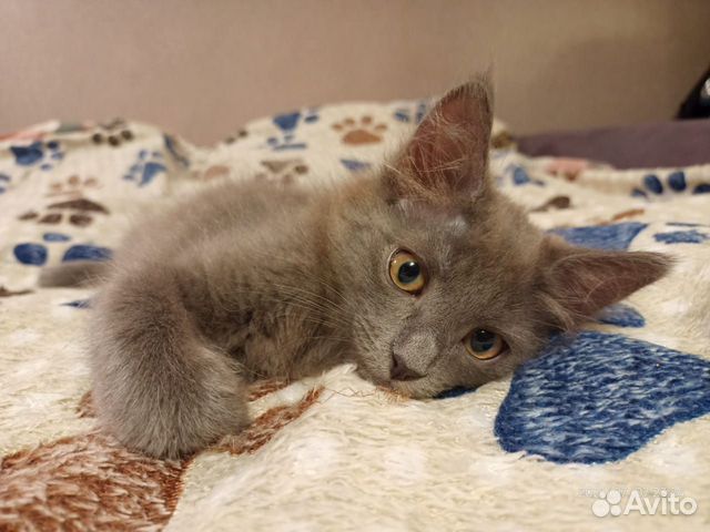 Дымчатая кошечка