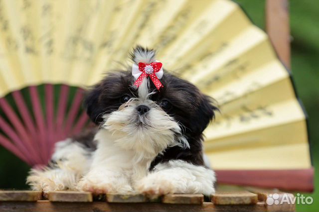 Щенки ши-тцу