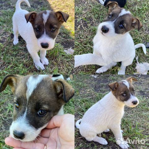 Щенок в добрые руки бесплатно