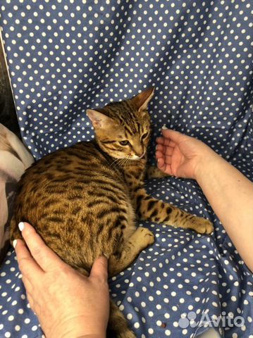 Кошка бенгальская