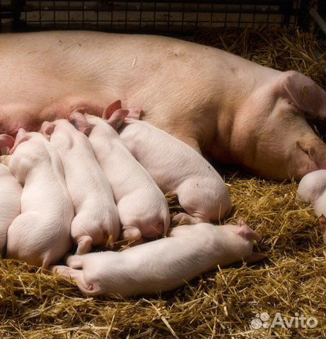 Поросенок ландрас с белой русской