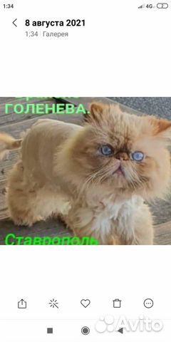 Ищем котика (персидский)