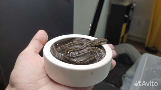 Узорчатый полоз