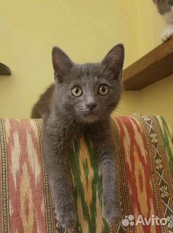 Котенок Дарсик фенотип «русской голубой» 2,5 месяц