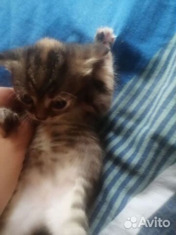 Американский кёрл