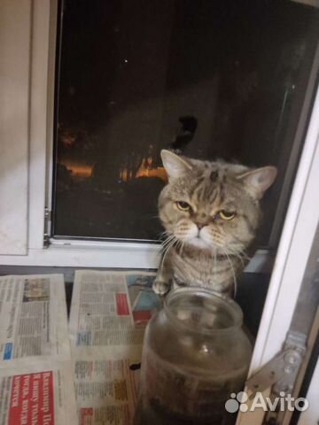 Шотландский котик