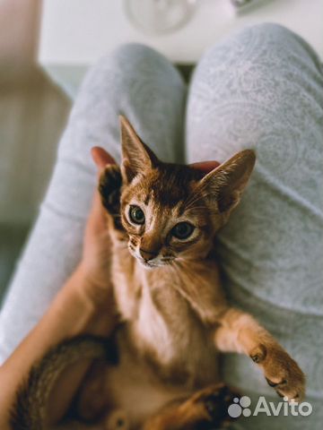 Абиссинские котята