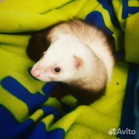 Хорек с клеткой