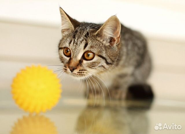 Очень нежный котенок ищет дом, в добрые руки