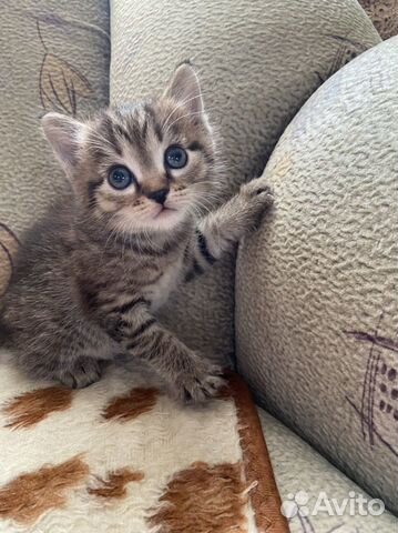 Кошечка 1 мес