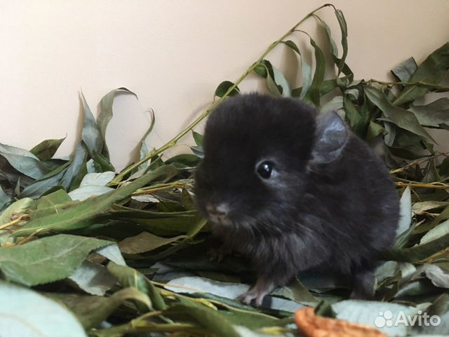 Шиншилла эбони экстра дарк