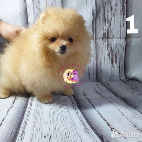 Щенки шпицев, РКФ