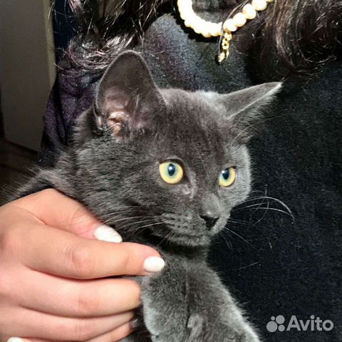 Котенок Клава