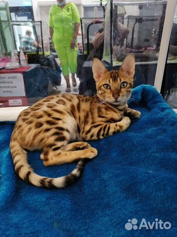 Бенгальские котята москва