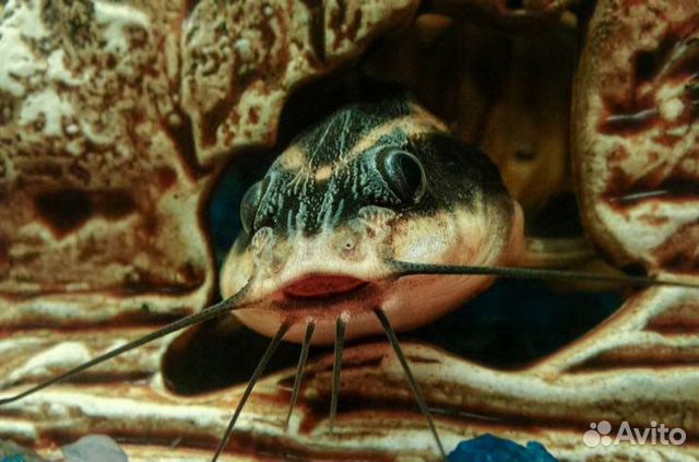 Аквариумные рыбки бесплатно