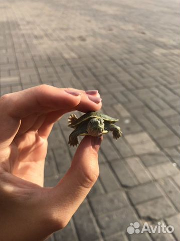 Красноухая черепаха бесплатно