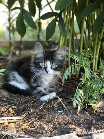 Кот котенок пушистый бесплатно