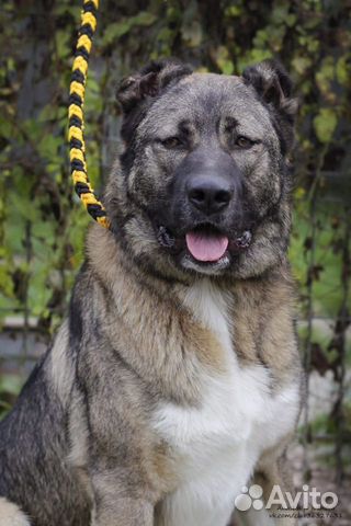 Среднеазиатская овчарка близкий метис в добрые рук
