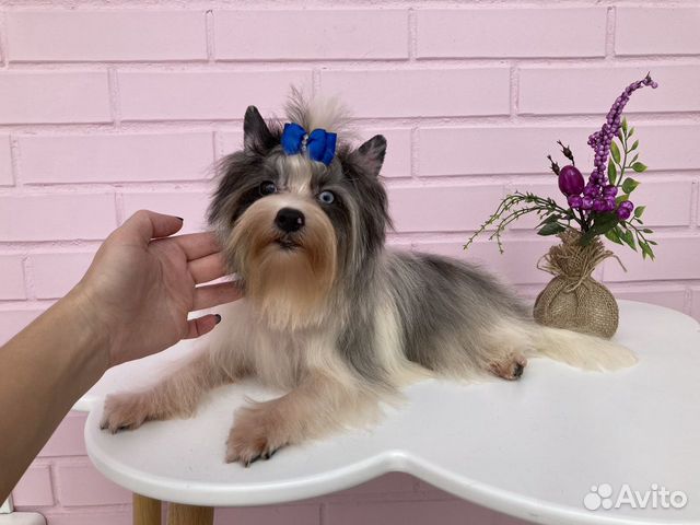 Йорк мальчик подрощенный голубоглазый