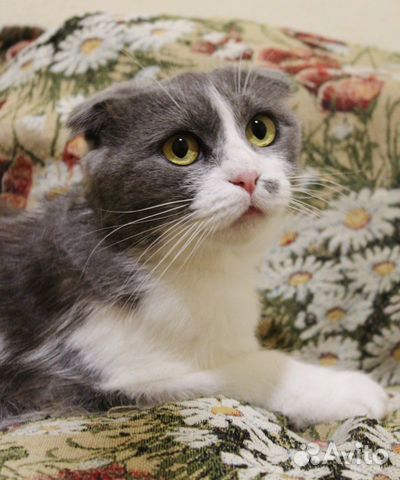 Ищет дом кошечка Сара